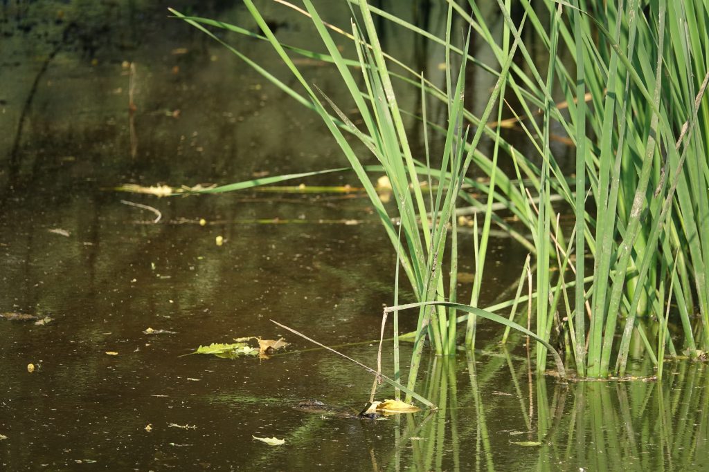 Top 10 Best Brush Killer To Use Around Ponds And Lakes - WeedBom