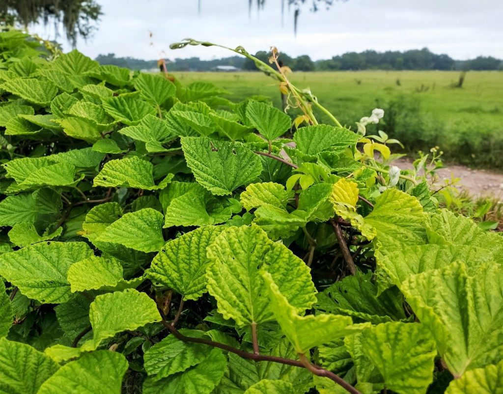 Why Are Invasive Plants So Hard To Remove? Find 10 Best - WeedBom