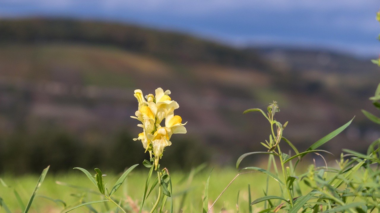 Top 10 Yellow Toadflax Invasive Species - WeedBom