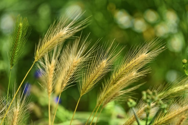 12 Best Herbicide For Yellow Foxtail And Smooth Brome - WeedBom