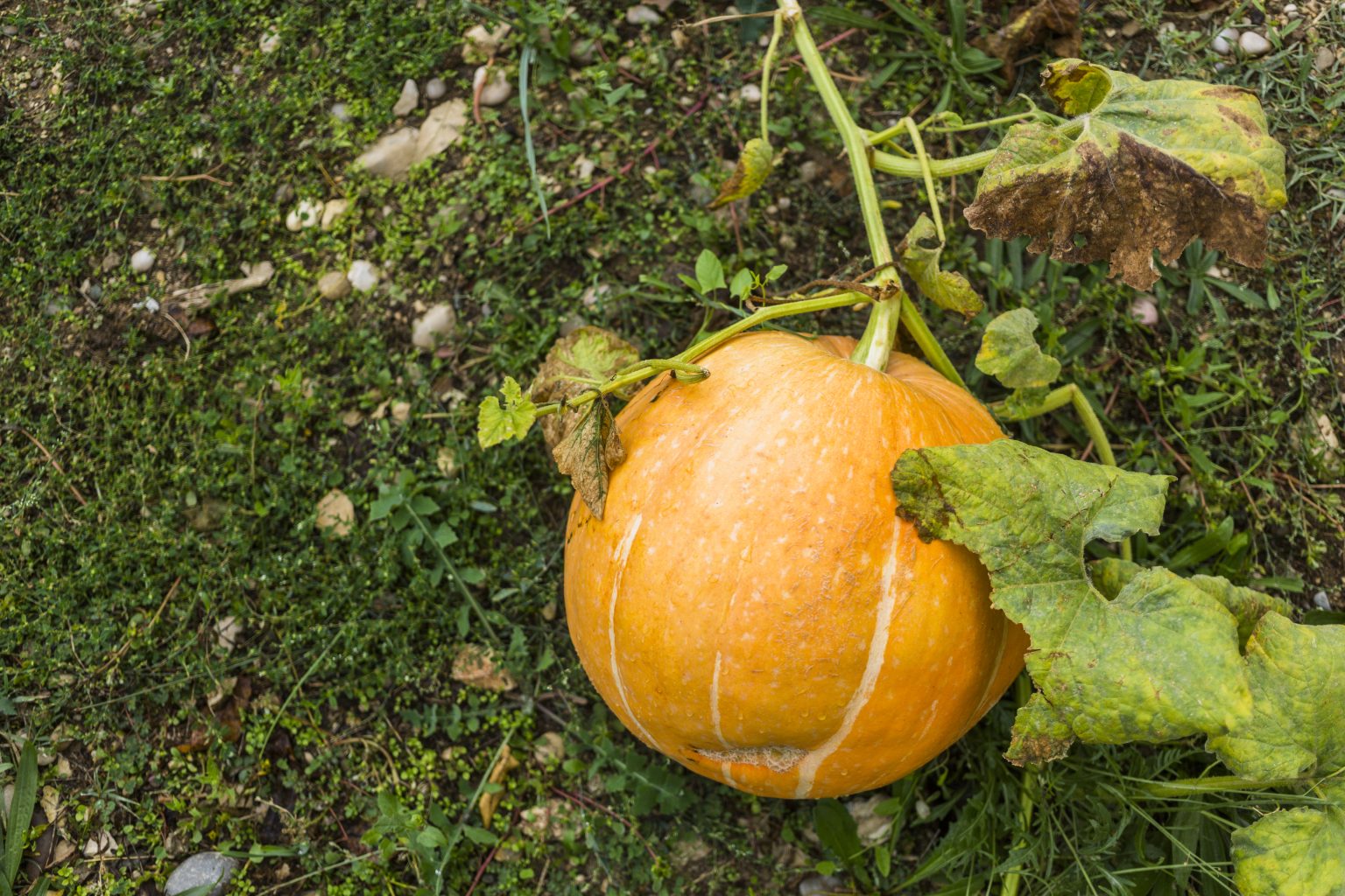 Post Emergent Herbicide For Pumpkins - WeedBom