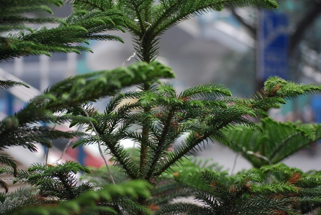 10 Best Fertilizer For Norfolk Island Pine-Expert Recommendations - WeedBom