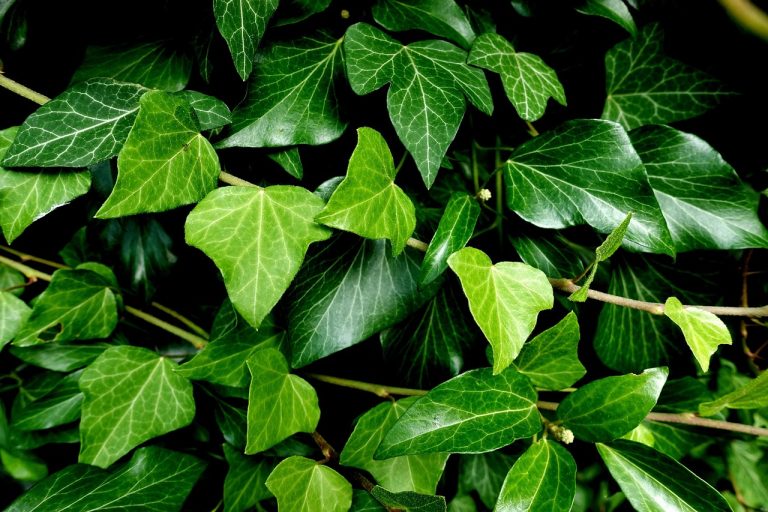Top 10 Best Herbicide For Removing Ivy From Trees - WeedBom