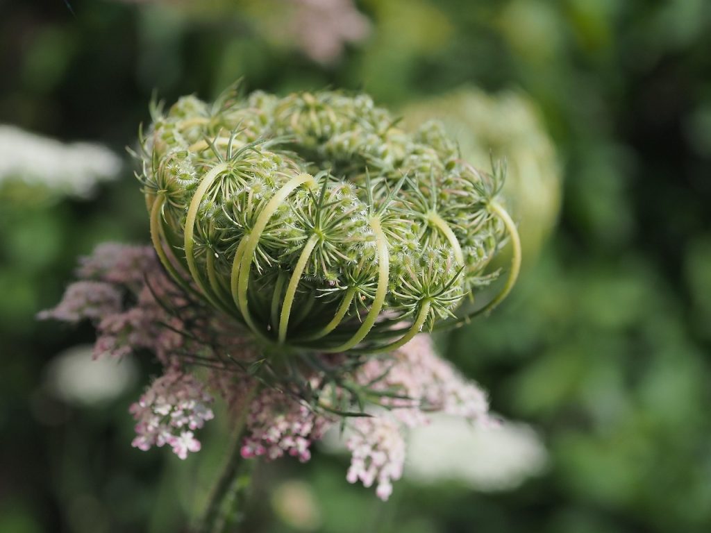 Top 10 Best Herbicide For Wild Carrot - WeedBom