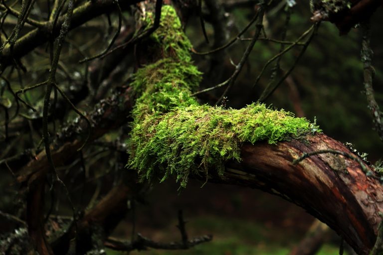 10 Best Methods Of How To Homemade Moss Killer - WeedBom