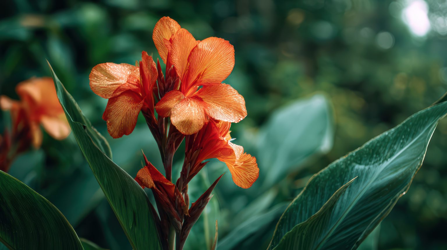 Top 10 Best Fertilizer For Canna Lily - WeedBom